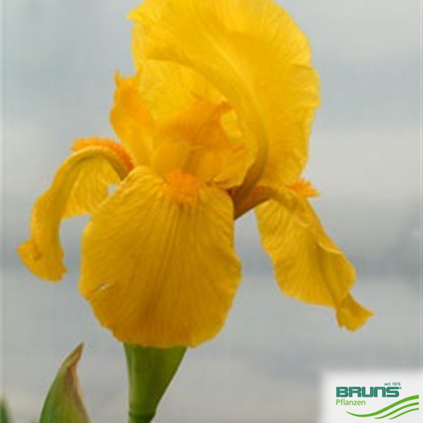 Iris x barb.-media 'Alaskan Gold' von Bruns Pflanzen