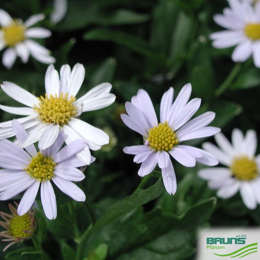 Kalimeris incisa 'Blue Star' von Bruns Pflanzen