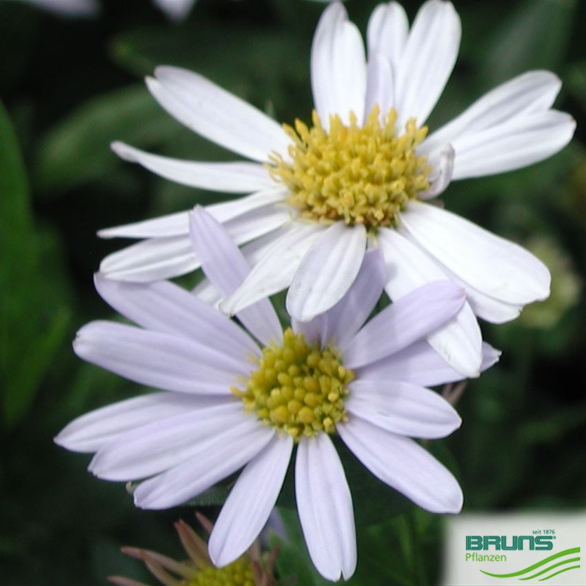 Kalimeris incisa 'Blue Star' von Bruns Pflanzen