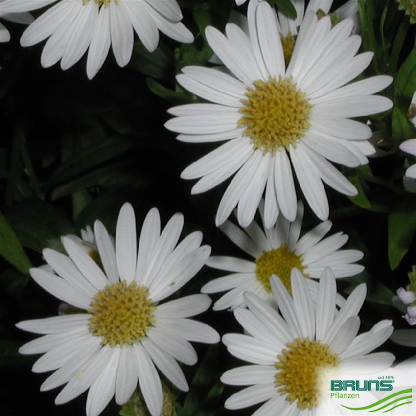 Kalimeris yomena von Bruns Pflanzen