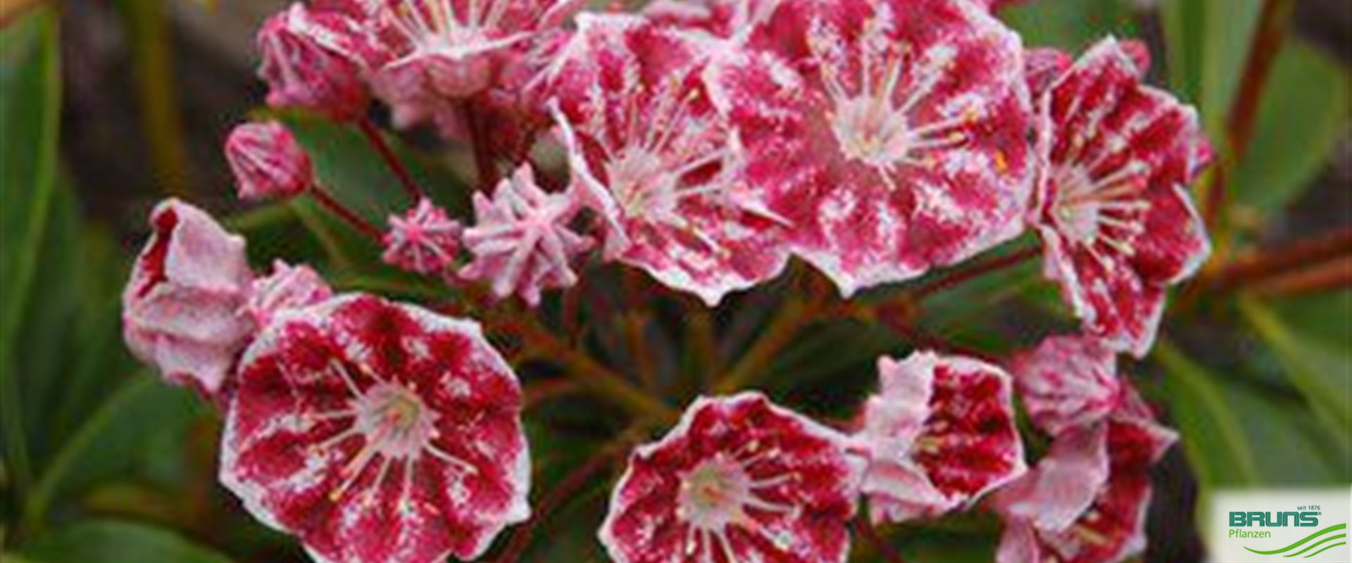 Kalmia latifolia 'Pinwheel' von Bruns Pflanzen