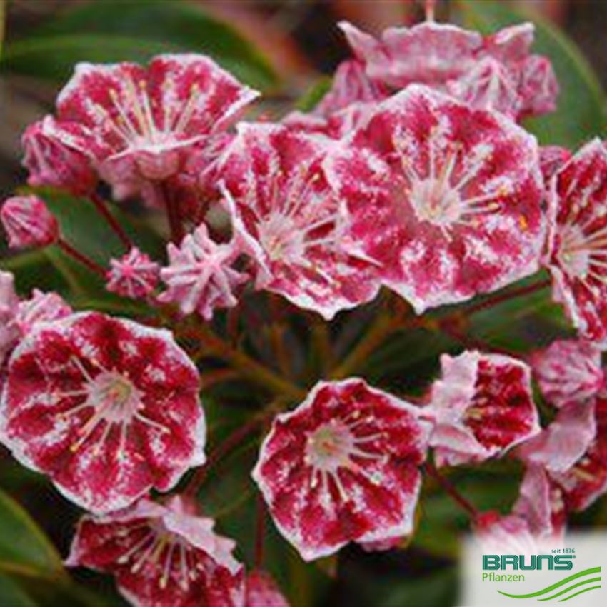 Kalmia latifolia 'Pinwheel' von Bruns Pflanzen