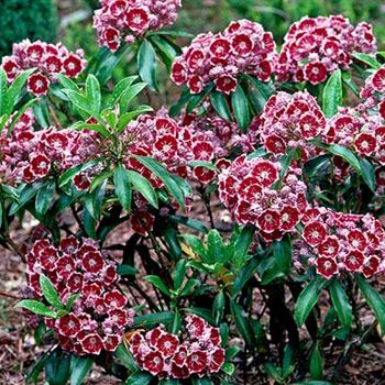 Kalmia latifolia 'Pinwheel' von Bruns Pflanzen