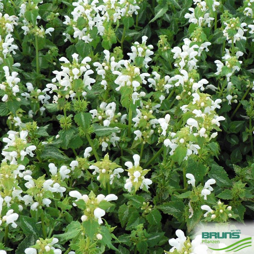 Lamium maculatum 'Album' von Bruns Pflanzen