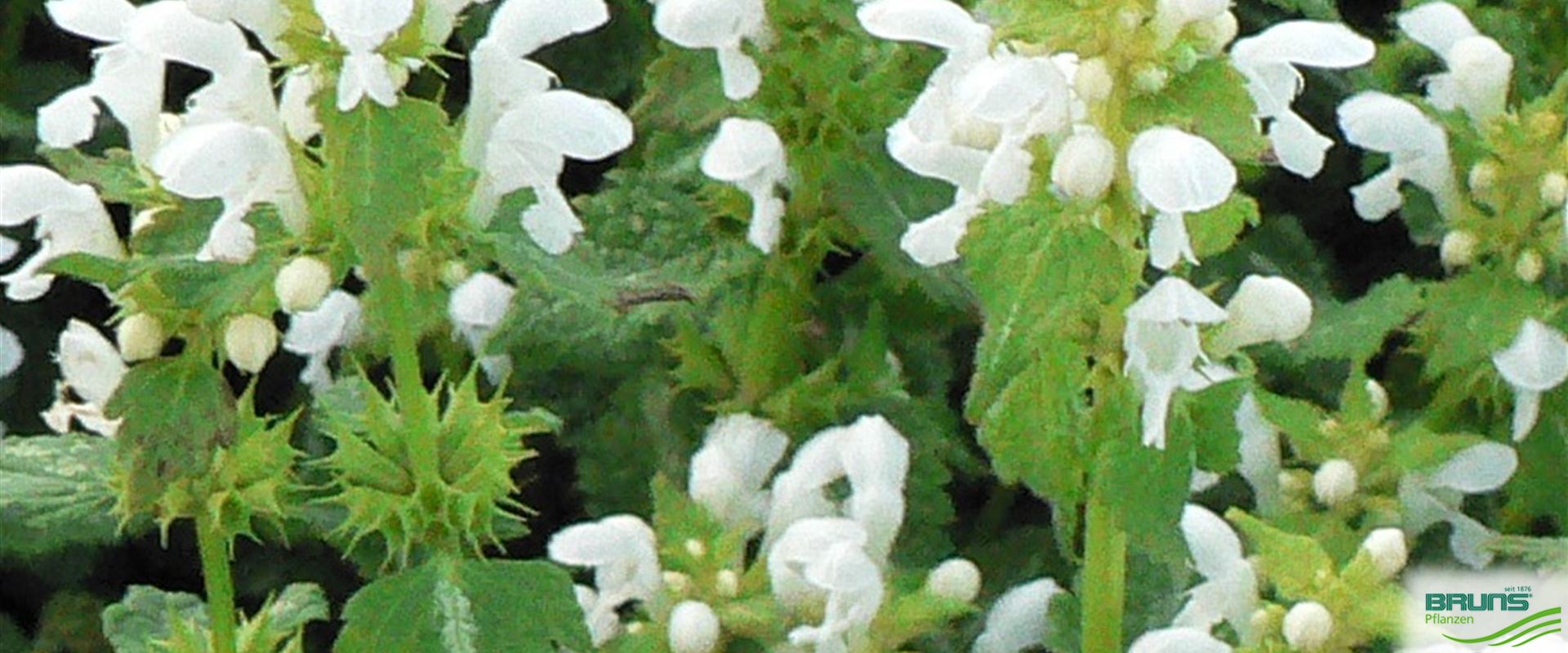 Lamium maculatum 'Album' von Bruns Pflanzen