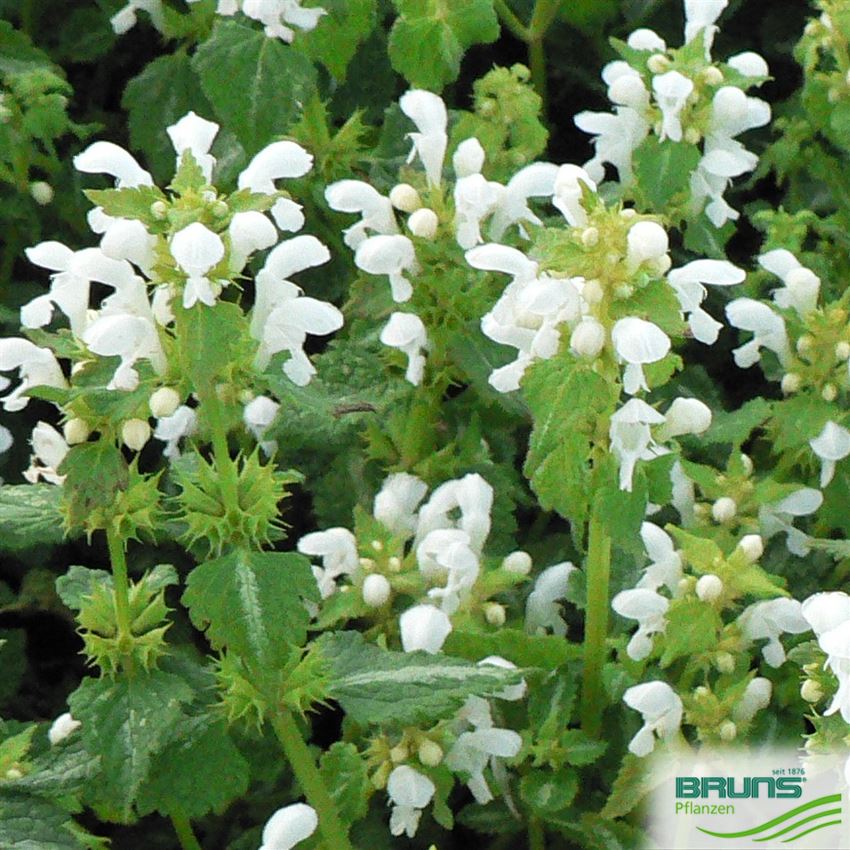 Lamium maculatum 'Album' von Bruns Pflanzen