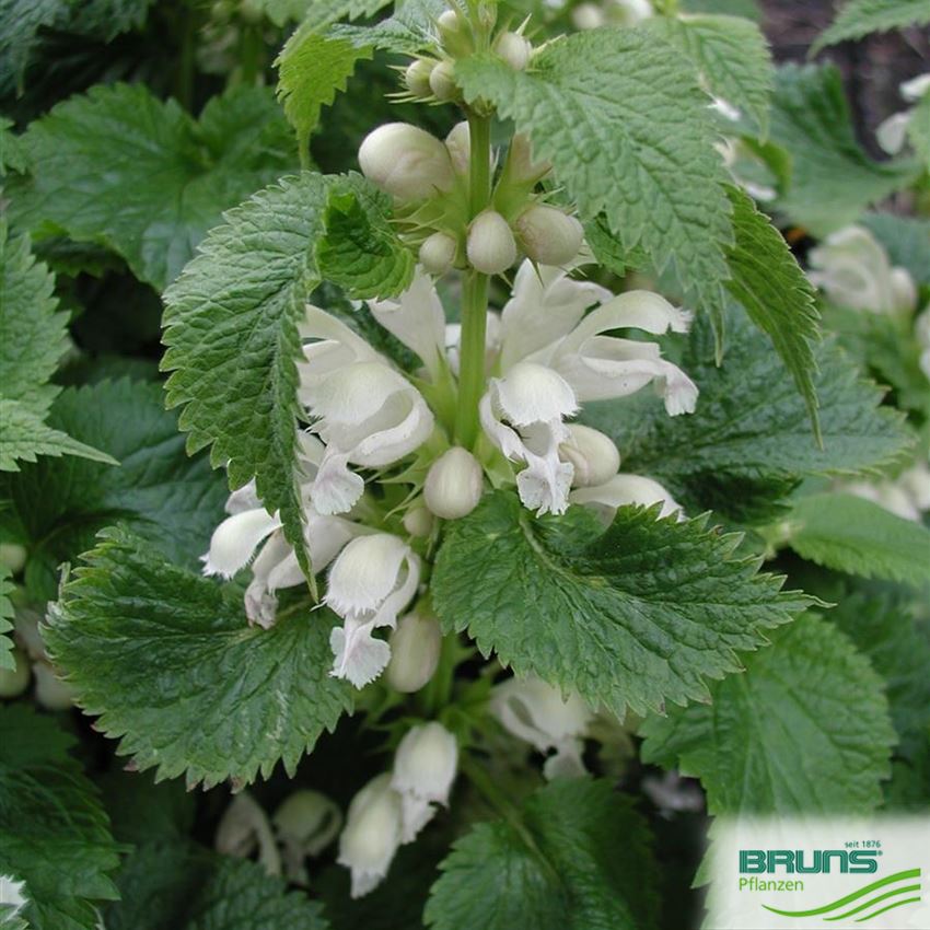 Lamium orvala 'Album' von Bruns Pflanzen