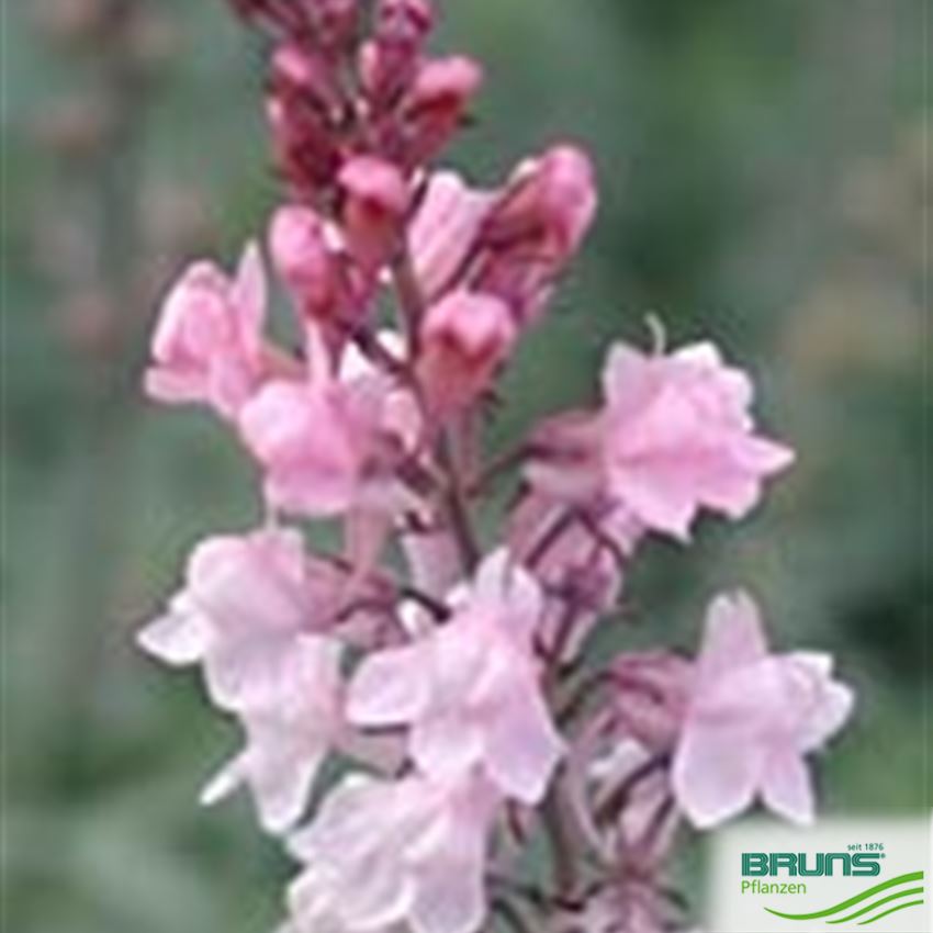 Linaria purpurea 'Canon J. Went' von Bruns Pflanzen