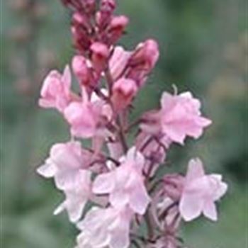 Linaria purpurea 'Canon J. Went' von Bruns Pflanzen