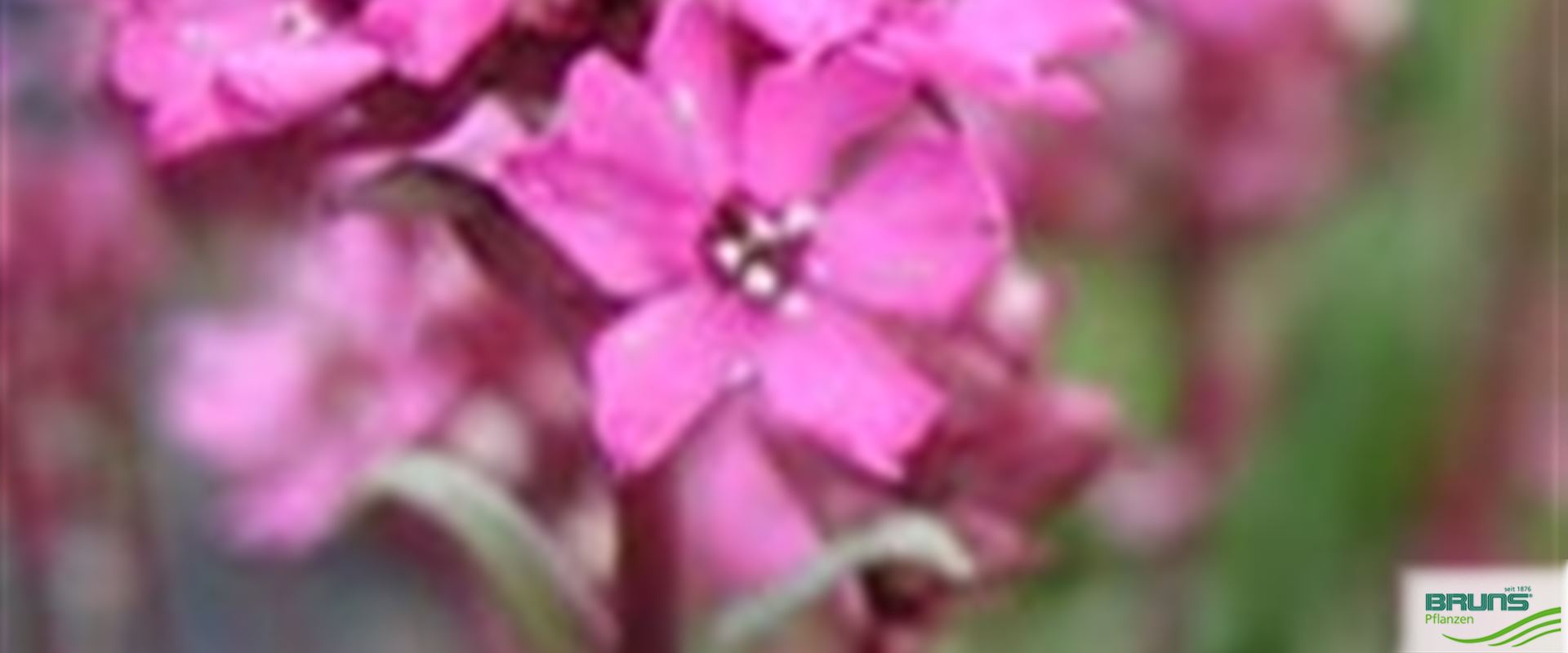 Lychnis alpina, Alpine Catchfly von Bruns Pflanzen