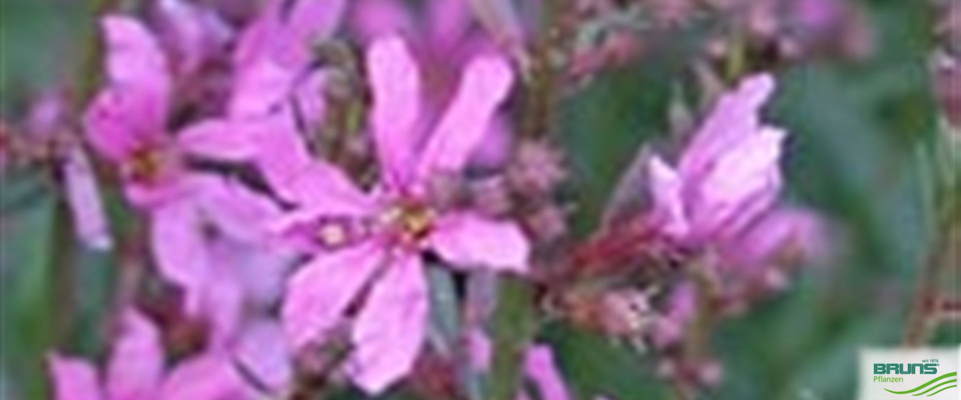 Lythrum virgatum 'Rose Queen' von Bruns Pflanzen
