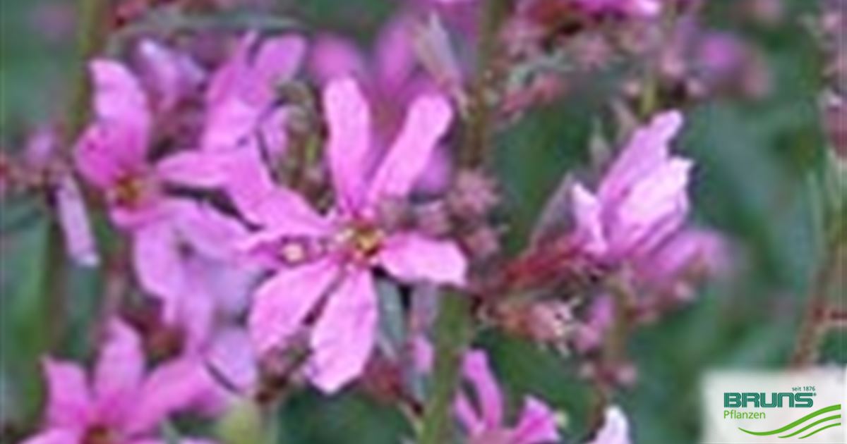 Lythrum virgatum 'Rose Queen' von Bruns Pflanzen