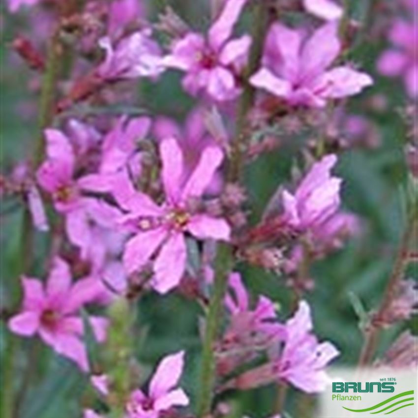 Lythrum virgatum 'Rose Queen' von Bruns Pflanzen