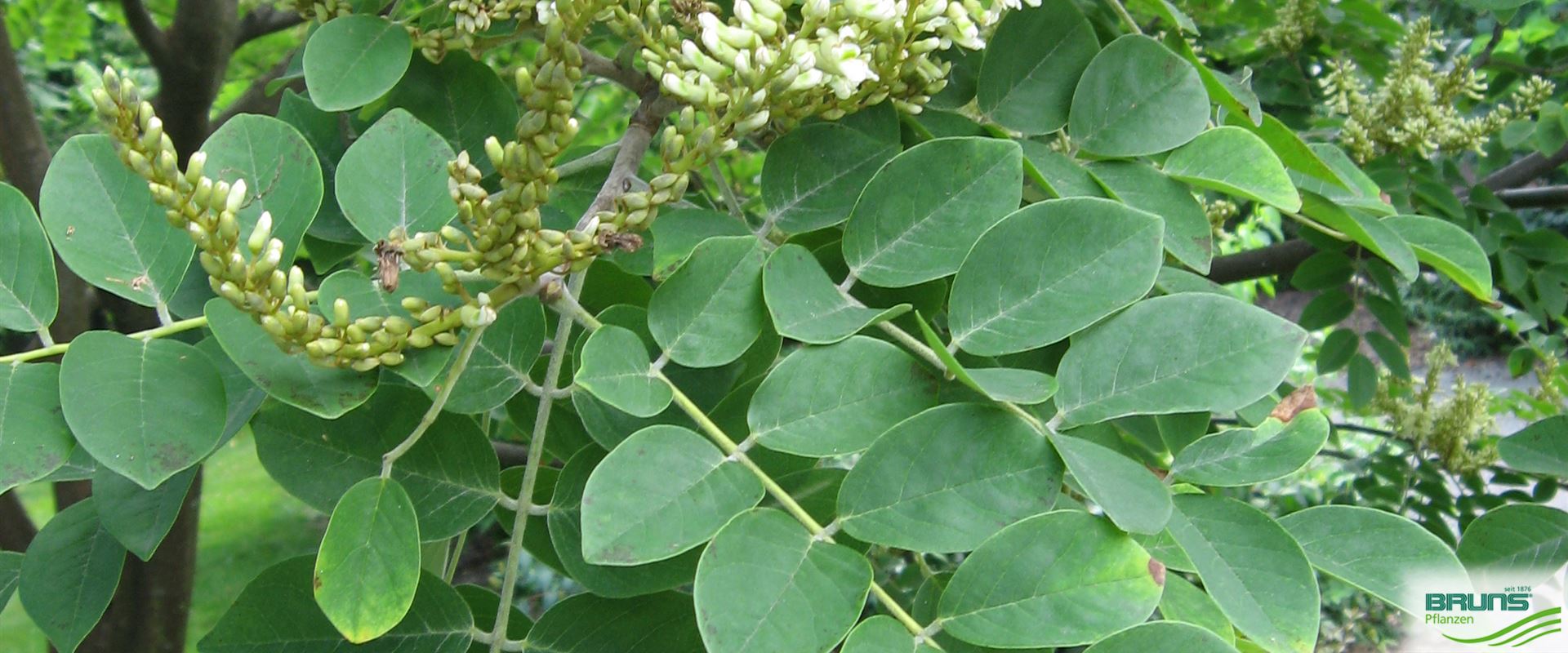 Maackia amurensis von Bruns Pflanzen