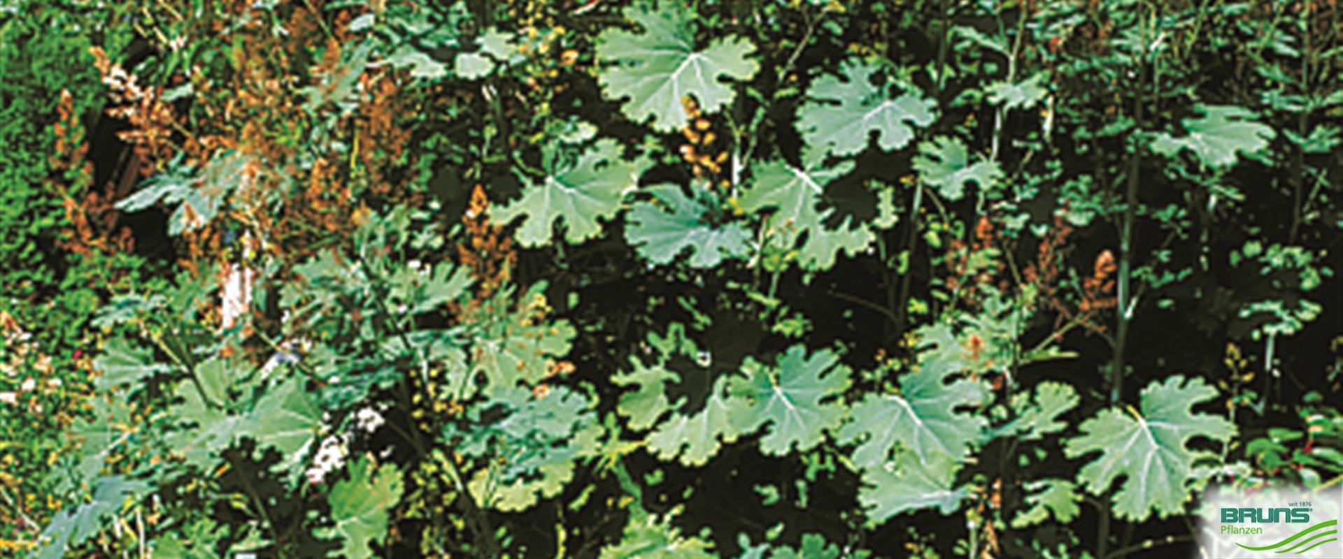 Macleaya cordata var. yedoensis von Bruns Pflanzen