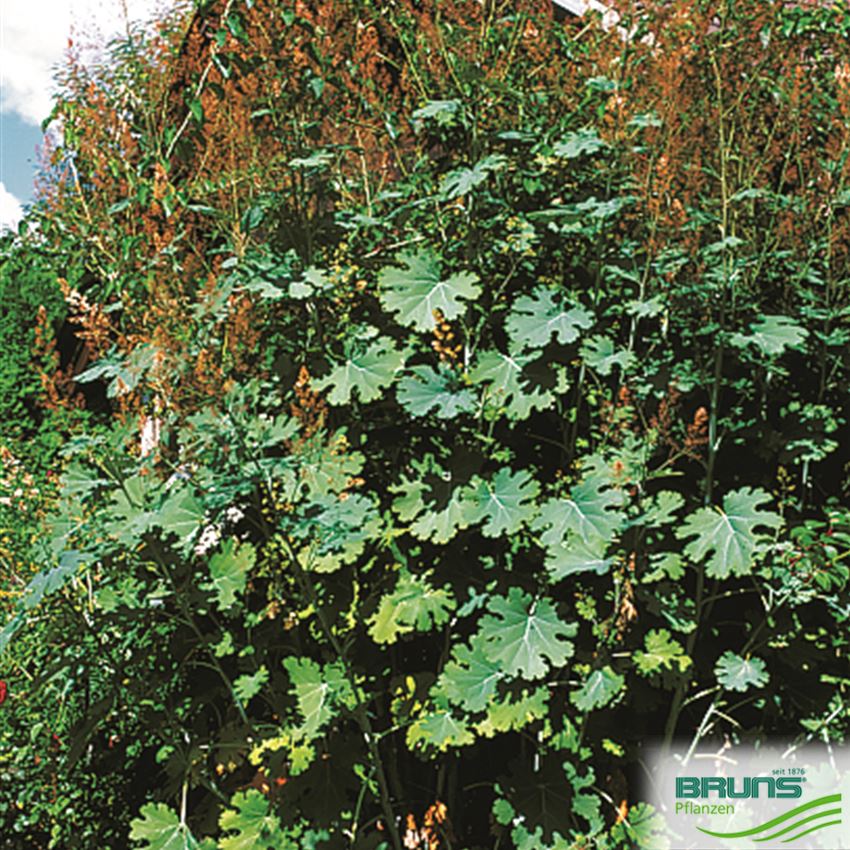 Macleaya cordata var. yedoensis von Bruns Pflanzen