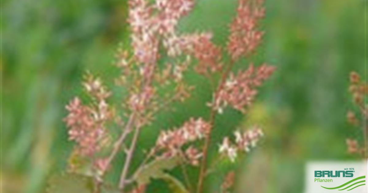 Macleaya microcarpa 'Kelway's Coral Plume' von Bruns Pflanzen
