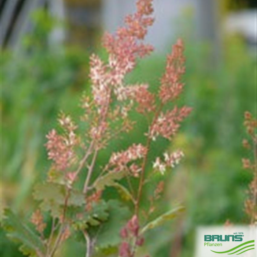 Macleaya microcarpa 'Kelway's Coral Plume' von Bruns Pflanzen