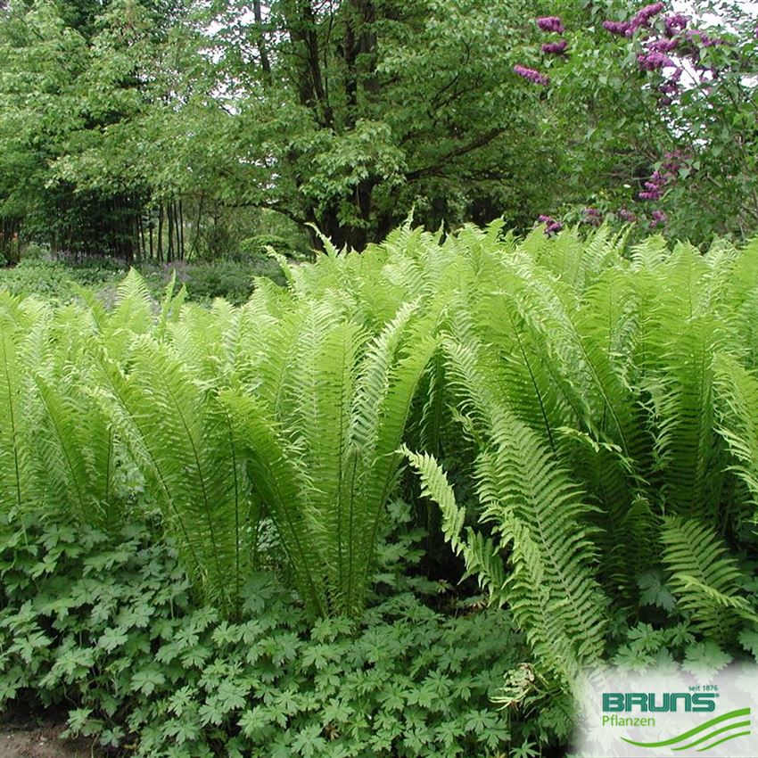 Matteuccia pensylvanica von Bruns Pflanzen