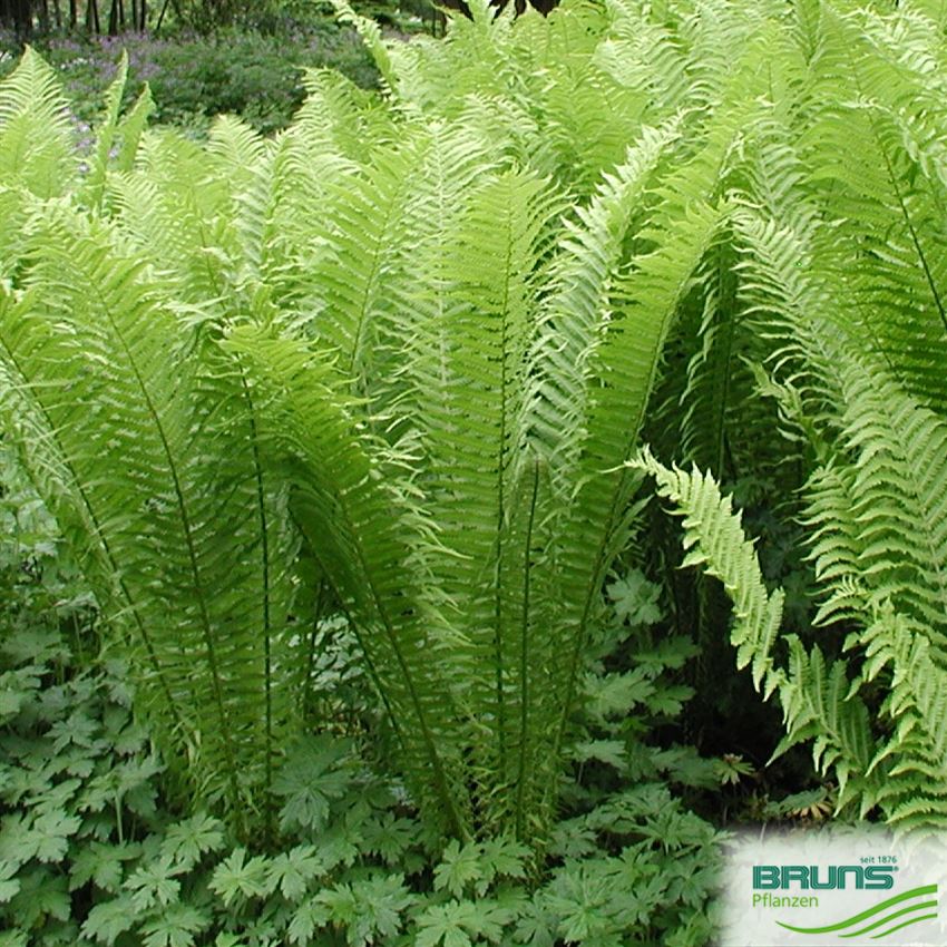 Matteuccia pensylvanica von Bruns Pflanzen