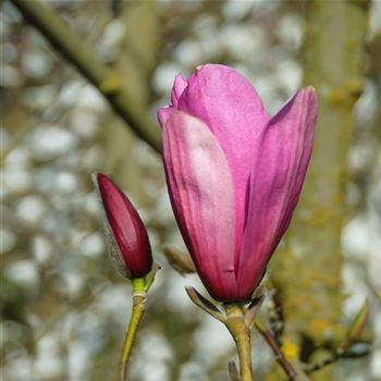 Magnolia 'Spectrum' von Bruns Pflanzen