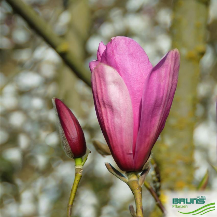 Magnolia 'Spectrum' von Bruns Pflanzen
