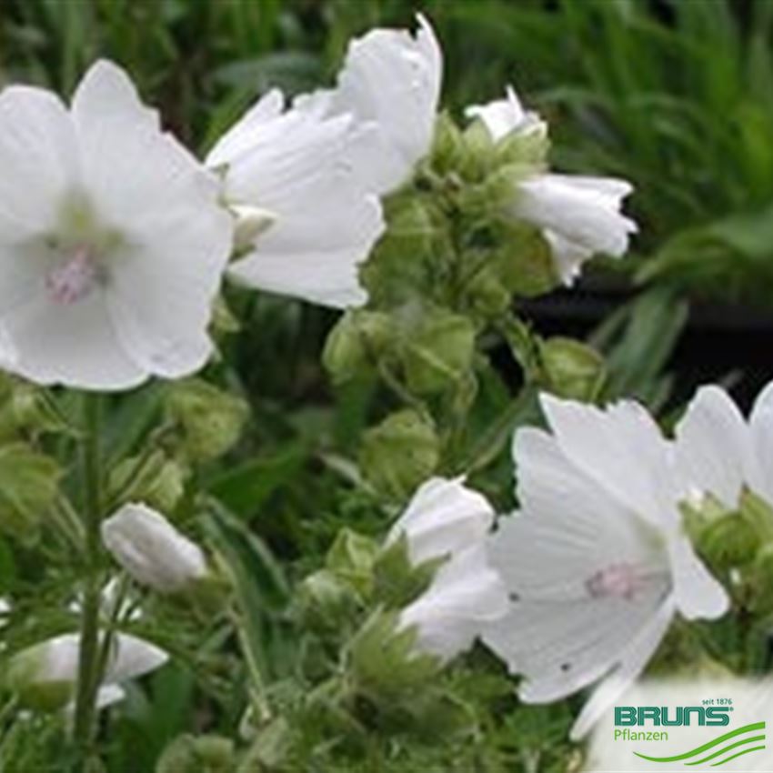 Malva moschata 'Alba' von Bruns Pflanzen