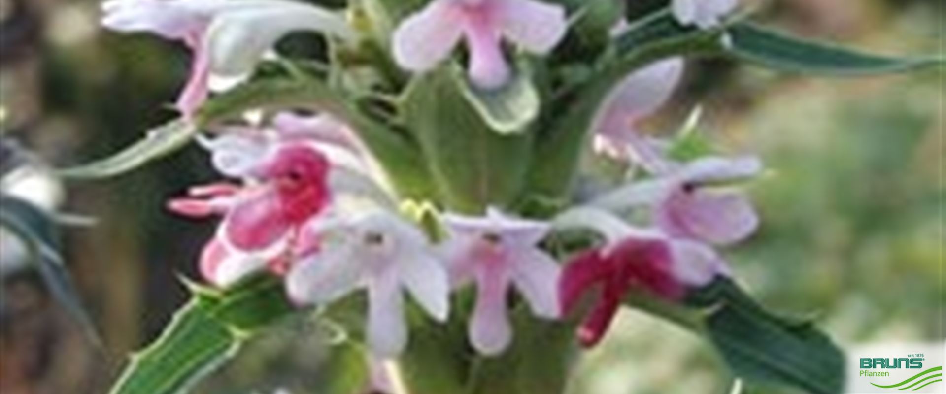 Morina longifolia von Bruns Pflanzen