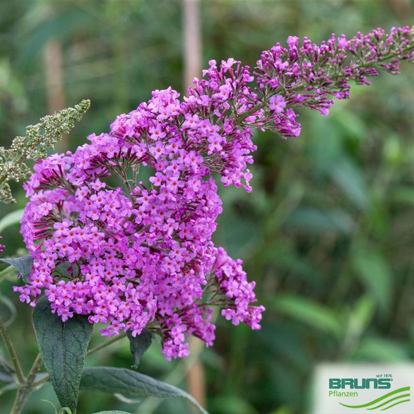 Buddleja 'Pink Delight' von Bruns Pflanzen