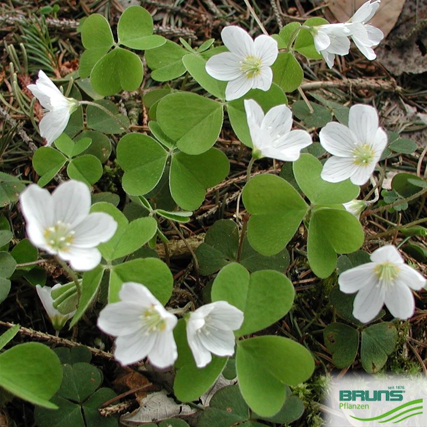 Oxalis acetosella, Wood Sorrel von Bruns Pflanzen