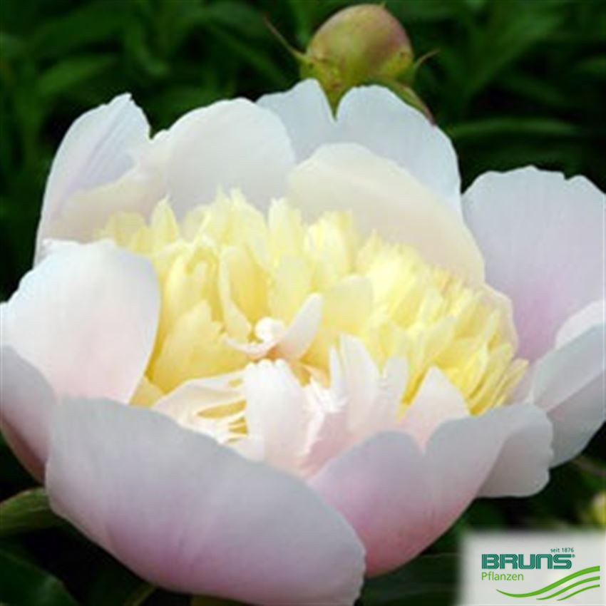Paeonia lactiflora 'Primevere' von Bruns Pflanzen