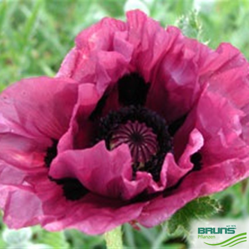 Papaver orientale 'Patty's Plum' von Bruns Pflanzen