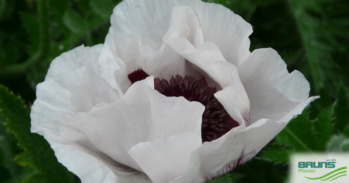 Papaver orientale 'Perry's White' von Bruns Pflanzen