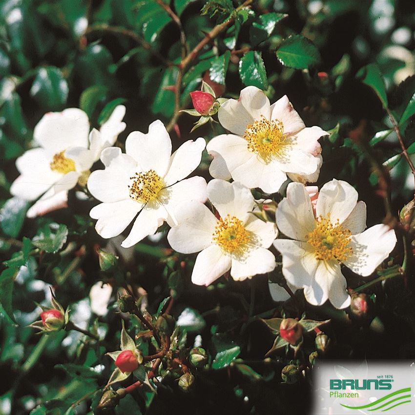 Parkrose 'Weisse Immensee' von Bruns Pflanzen