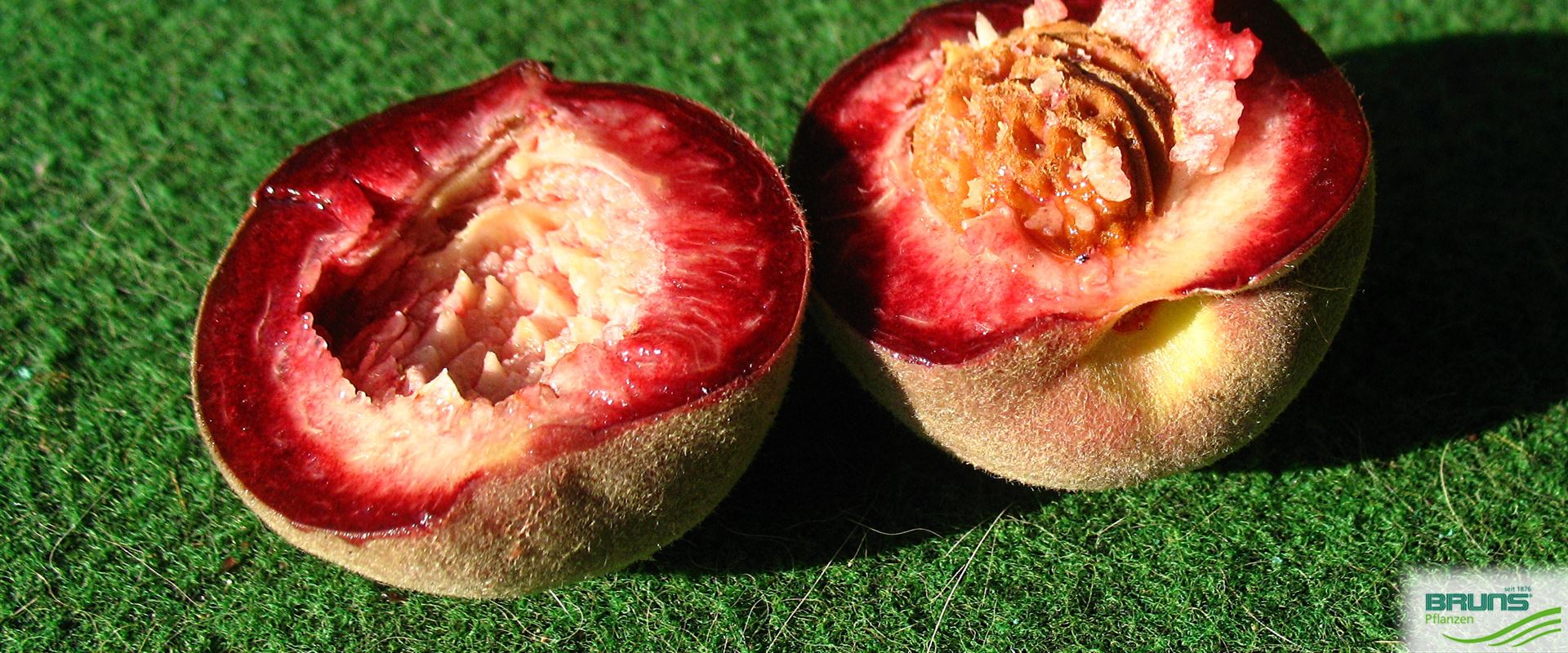 Prunus persica 'Roter Weinbergpfirsich' von Bruns Pflanzen