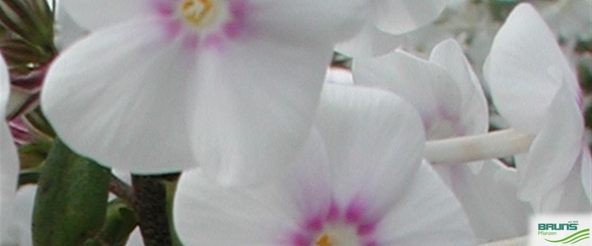 Phlox maculata 'Omega' von Bruns Pflanzen