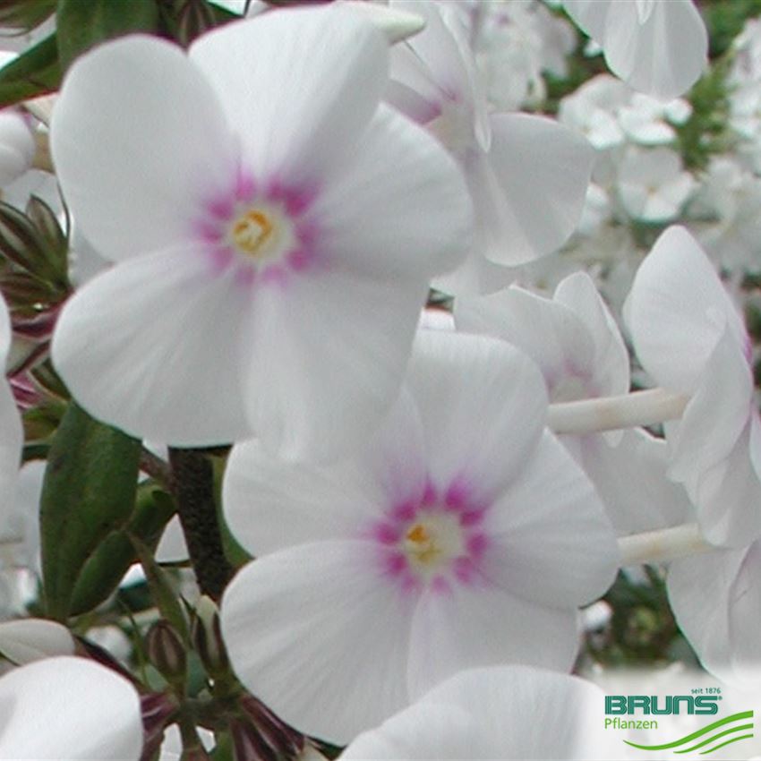 Phlox maculata 'Omega' von Bruns Pflanzen