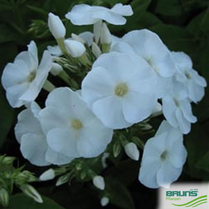 Phlox paniculata 'Pax' von Bruns Pflanzen