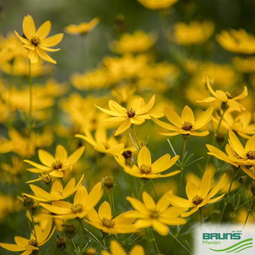 Coreopsis verticillata 'Zagreb' von Bruns Pflanzen