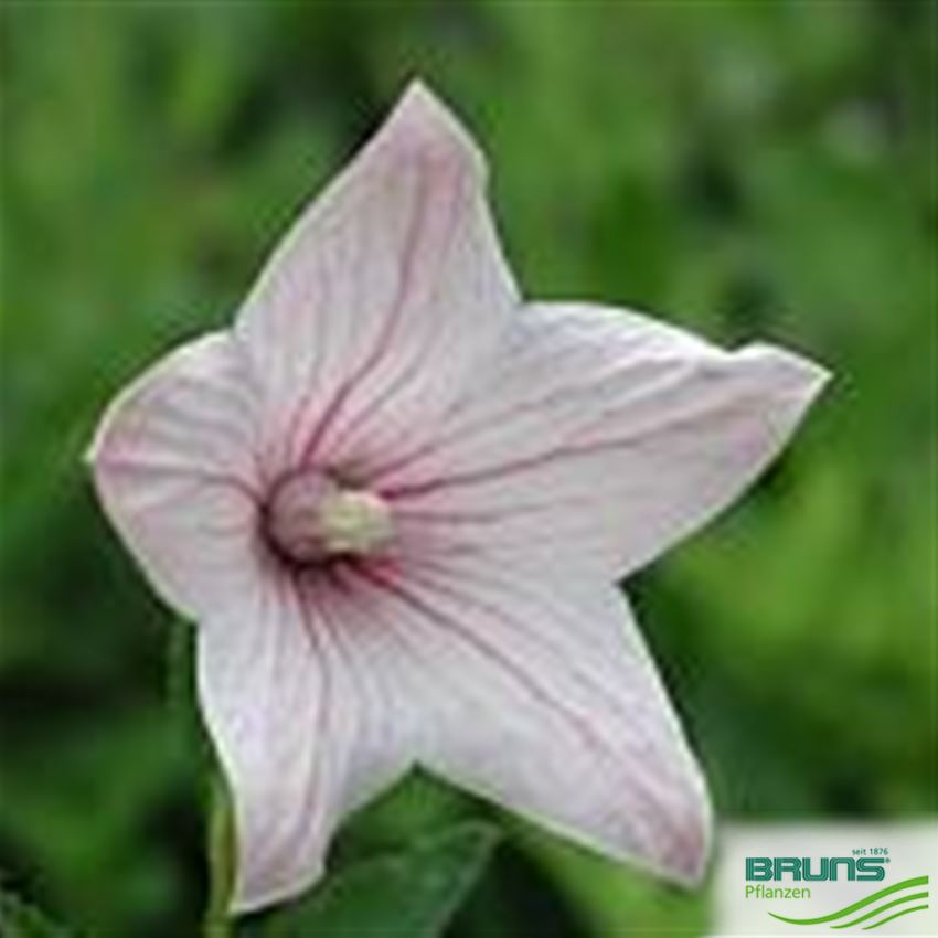 Platycodon grandiflorus 'Fuji Pink' von Bruns Pflanzen