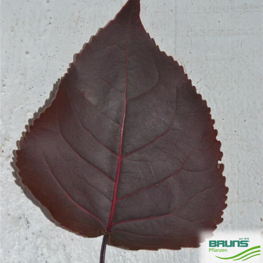 Populus deltoides 'Purple Tower' von Bruns Pflanzen