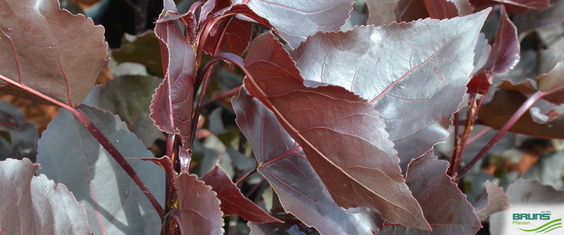 Populus deltoides 'Purple Tower' von Bruns Pflanzen