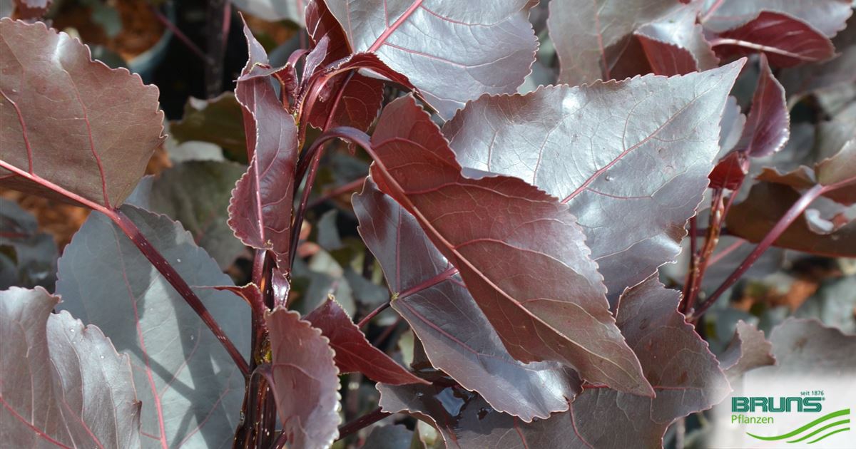 Populus deltoides 'Purple Tower' von Bruns Pflanzen