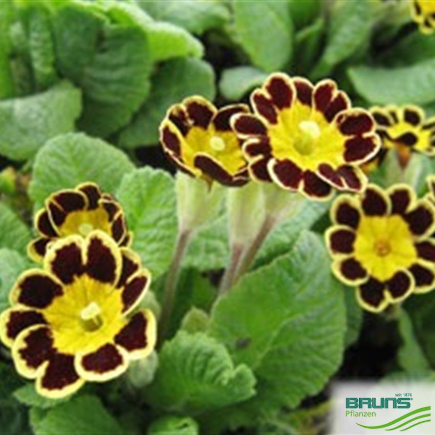 Primula elatior 'Gold Lace' von Bruns Pflanzen