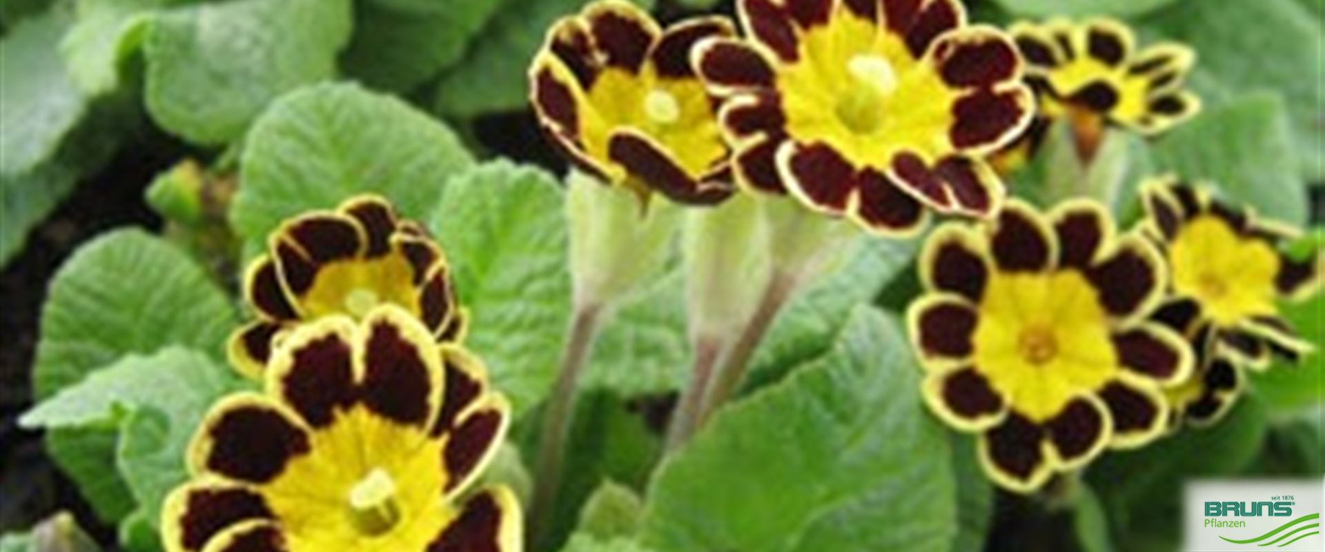 Primula elatior 'Gold Lace' von Bruns Pflanzen