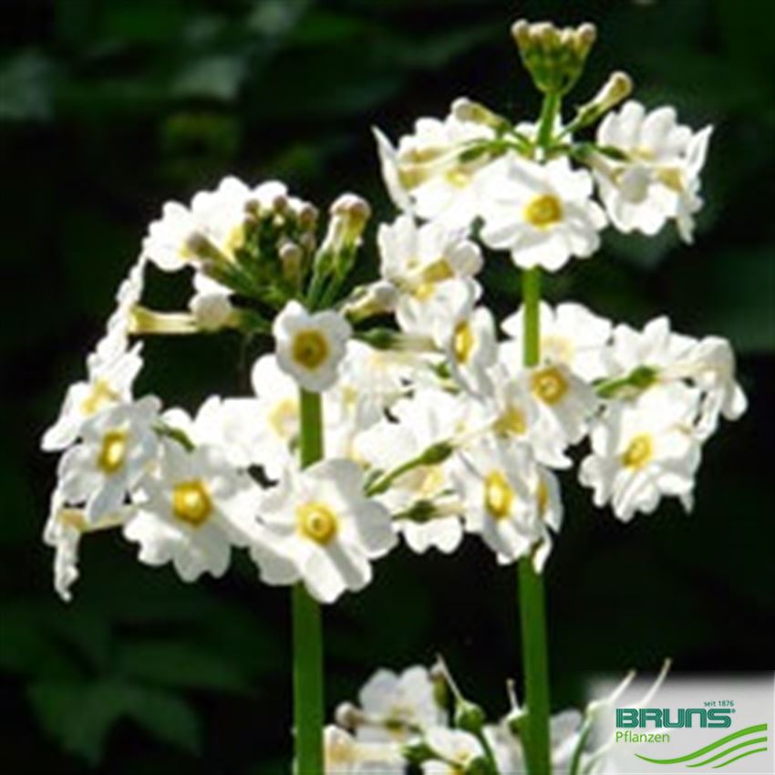 Primula japonica 'Alba' von Bruns Pflanzen