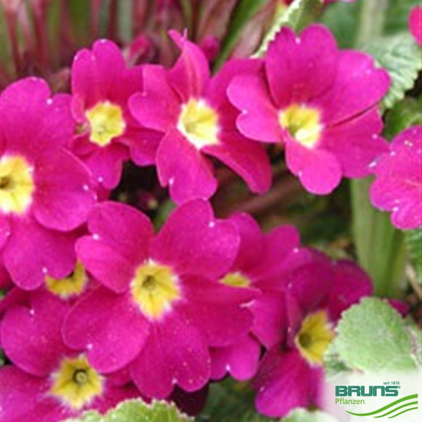 Primula x pruhoniciana 'Wanda' von Bruns Pflanzen