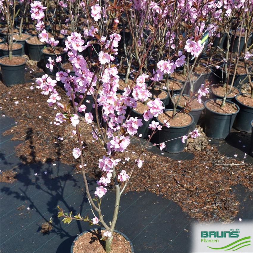 Prunus persica 'Spring Glow', Zierpfirsich 'Spring Glow' von Bruns Pflanzen