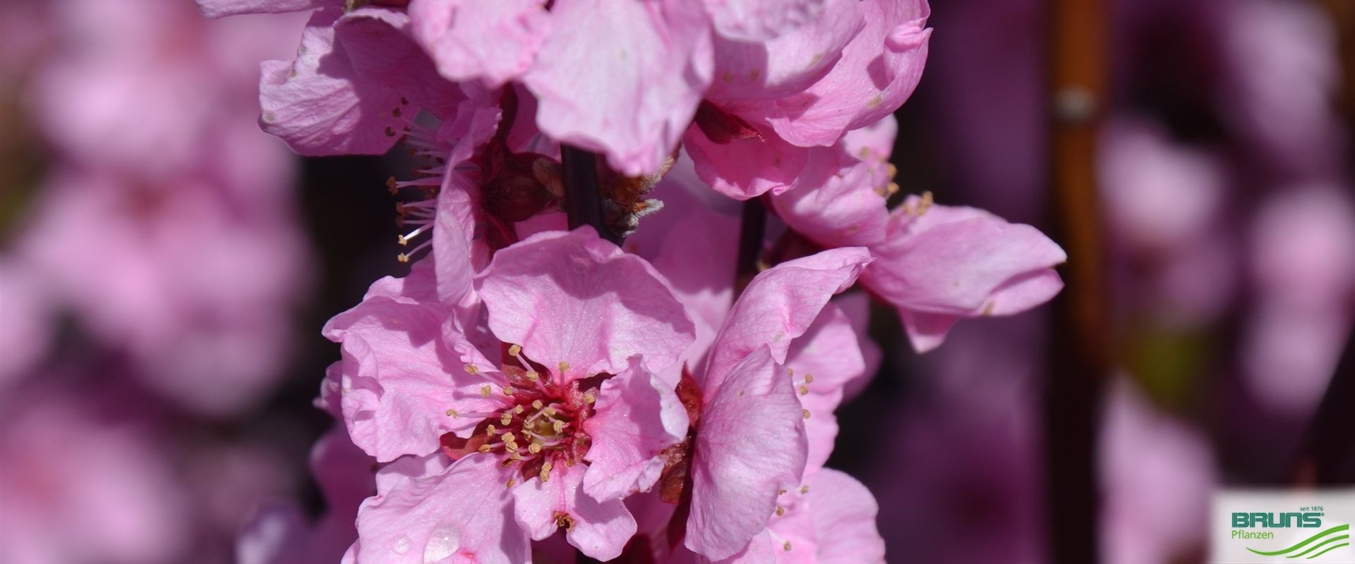 Prunus persica 'Spring Glow', Zierpfirsich 'Spring Glow' von Bruns Pflanzen