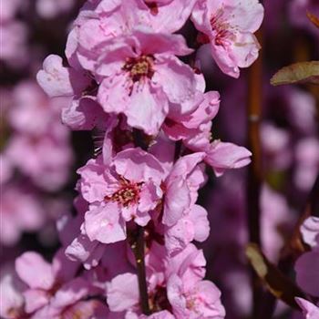 Prunus persica 'Spring Glow' von Bruns Pflanzen